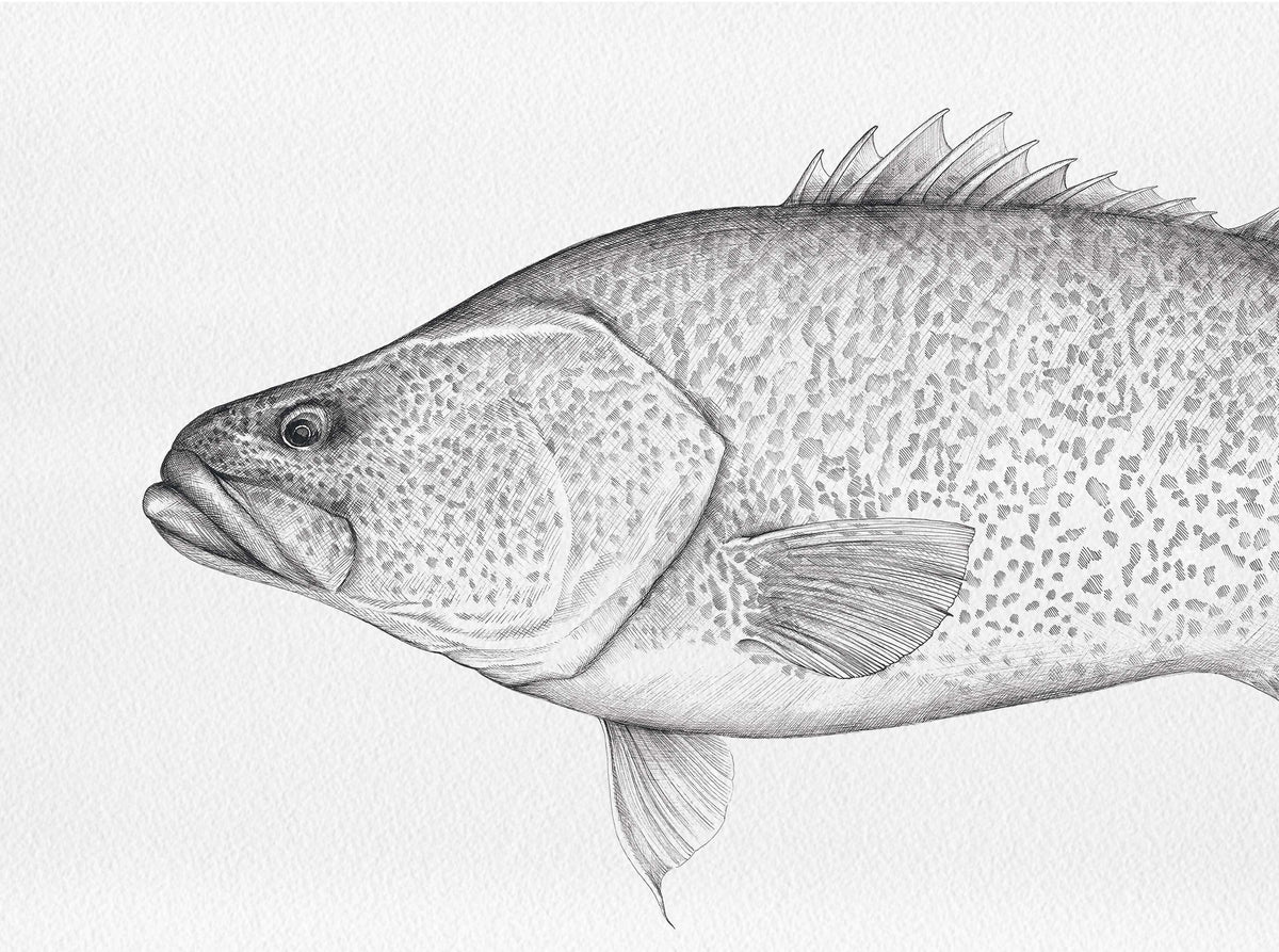 Murray Cod – Dc’s Adventure Art In Flow